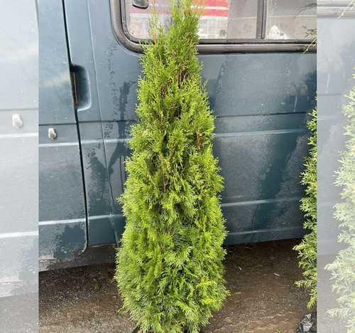 Колумна смарагд