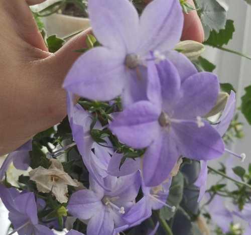 Кампанула жених