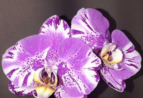 Невероятная орхидея Victoria огромные цветы