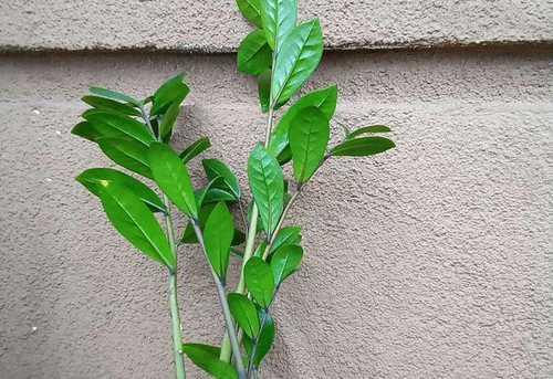 Замиокулькас взрослое растение