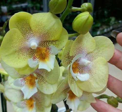 Орхидея фаленопсис Younghome Walle