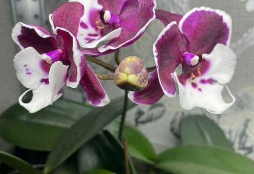 Орхидея фаленопсис, Санта Клаус