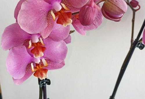 Орхидея фаленопсис Ханни, лист в крап