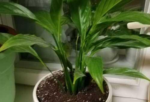 Комнатной растение Спатифиллум
