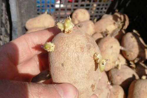 Семенной картофель урожайный