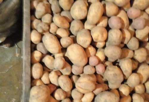 Продам картофель семенной адретта кузьмичанка
