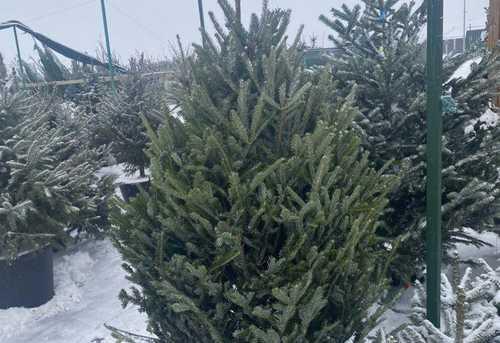Пихта Фразера Premium 200cm