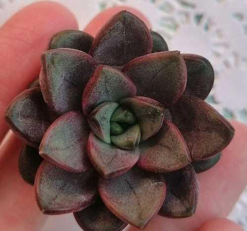 Graptoveria Amethorum, розетка