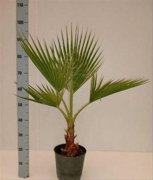 Пальма Вашингтония. Растение в интерьер