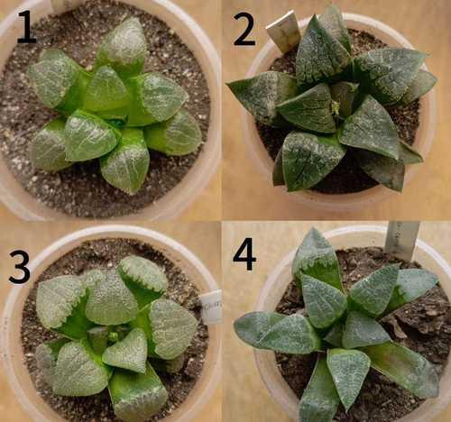 Хавортии гибриды (Haworthia hybrid)