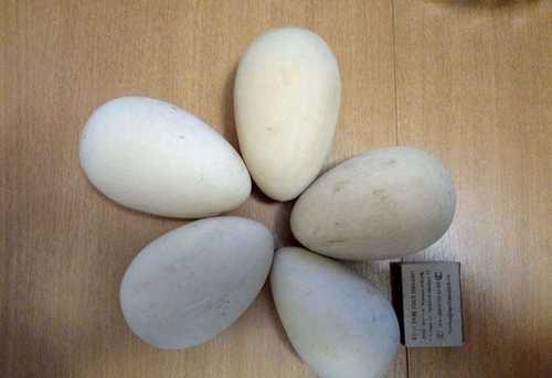 Деревяные яйца страусиные 10,5*6,5 см