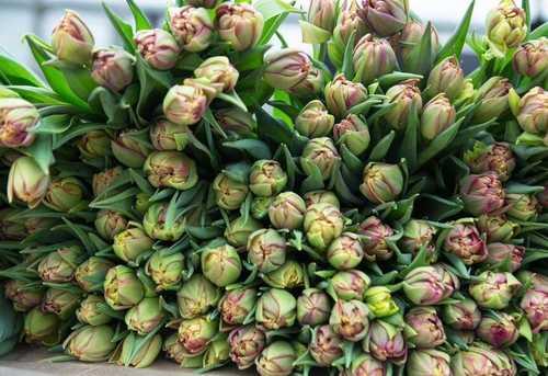 Свежие срезанные тюльпаны из московских теплиц пре
