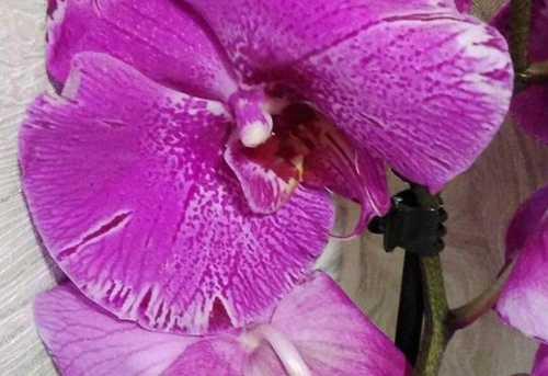 Орхидея Зимняя вишня(отцвет)