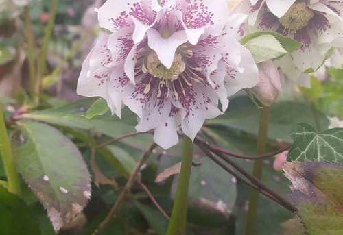 Морозник махровый