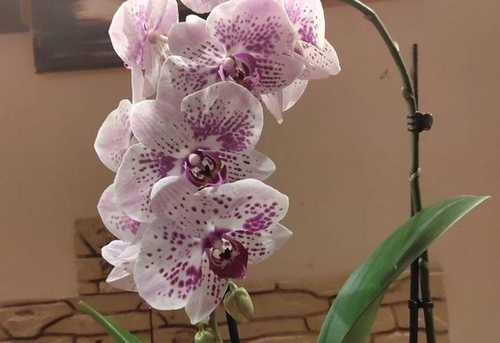 Сортовая орхидея на каскаде