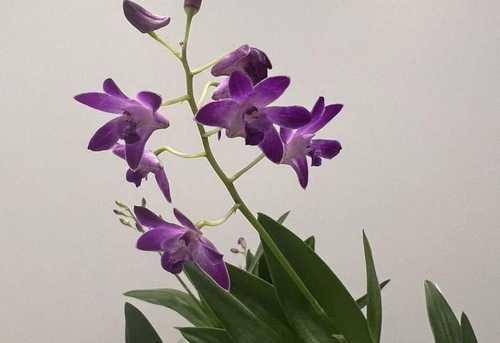 Орхидея дендробиум Берри Ода