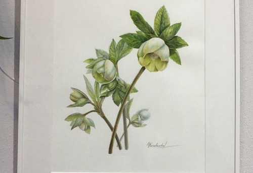 Ботаническая иллюстрация. Цветы морозника