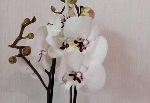 Орхидея фаленопсис биг лип Charming Panda