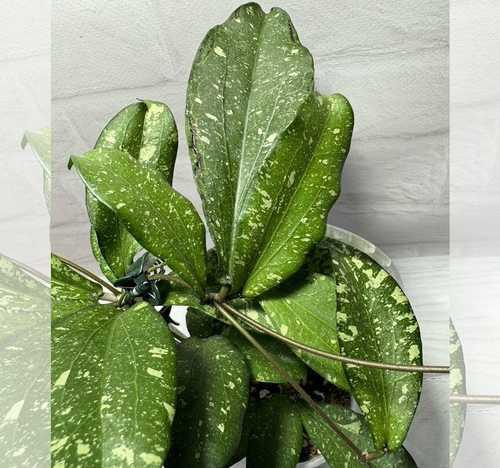 Хойя Erythrina silver splash