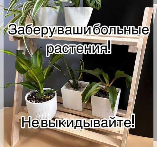 Комнатные растения на реанимацию