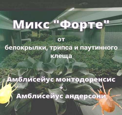 Энтомофаги от белокрылки, трипса и паутинного клещ
