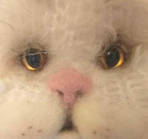 Кот