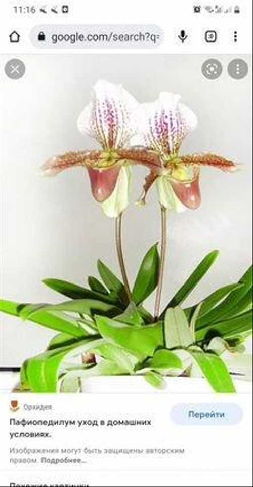 Орхидея венерин башмачок Пафиопедилум