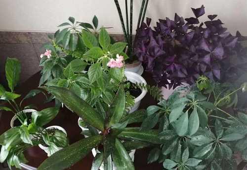 Цветы комнатные растения