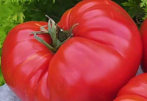 Семена томата (Арбуз) Watermelon Коллекционный