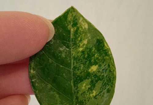 Замиокулькас вариегатный Short leaf