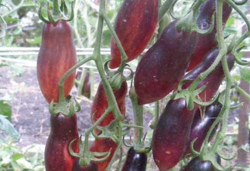 Семена сортового томата Сливка гурман
