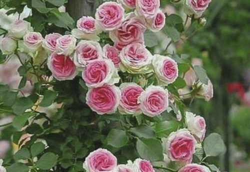 Роза плетистая Эден Роуз 1 шт