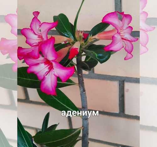Комнатные домашние растения
