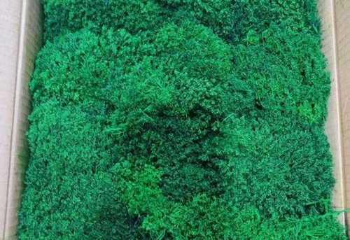 Вечно зеленый цветущий натуральный мох для декора