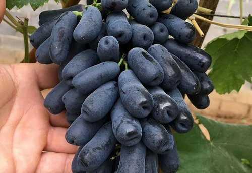Вегетирующие саженцы винограда Аватар