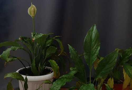Комнатные растения цветы спатифиллум