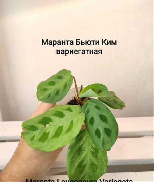 Маранта Бьюти Ким