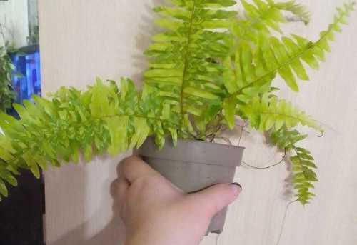 Папоротник Tiger Fern