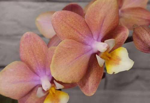 Орхидея фаленопсис Парфюмерная фабрика, арома