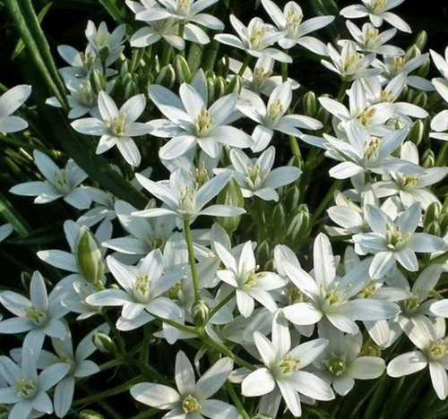 Первоцвет птицемлечник