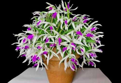 Орхидея leptotes bicolor