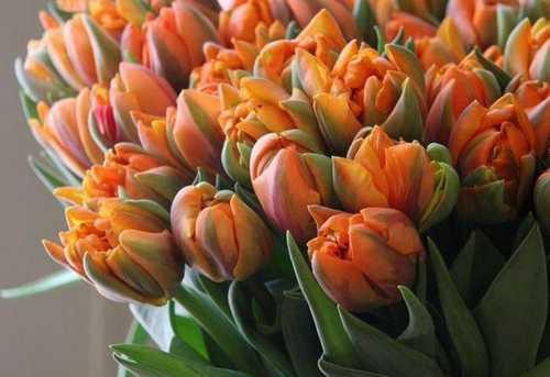Пионовидные тюльпаны с доставкой
