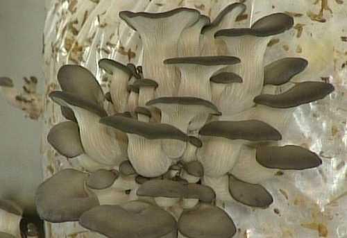 Мицелий грибов Вешенка интересно просто и вкусно