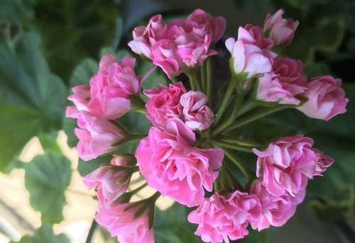 Пеларгония Australien Pink Rosebud