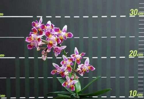Орхидея phal. equestris '996' (peloric - 3 lips)