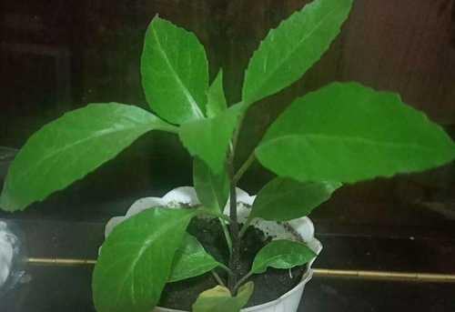 Джинура, растение снижающее сахар