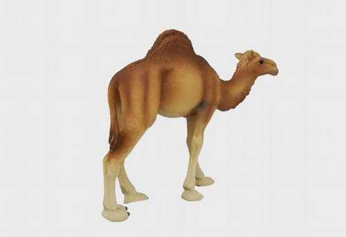 Одногорбый верблюд породы Дромадер