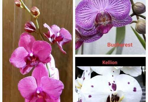 Орхидея Фаленопсис Сортовая отцвела