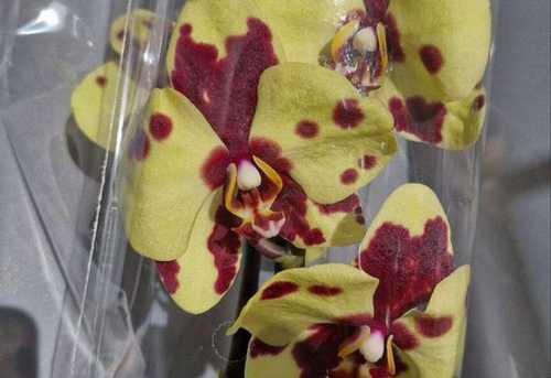 Орхидея фаленопсис 2 цветоноса