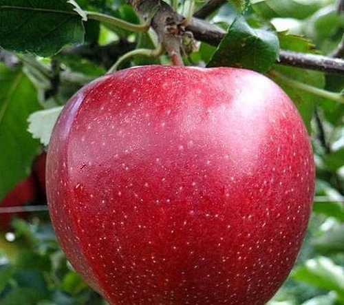 Саженцы яблони сорта "Джонаголд"